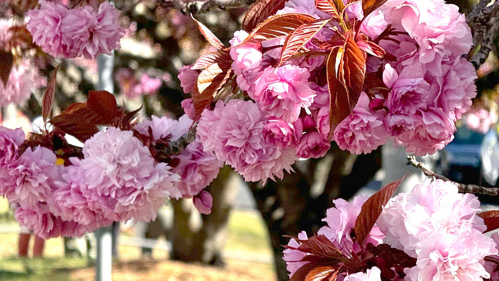 Exploring the Blue Mountains in Spring – Zoe Clare Leura Village